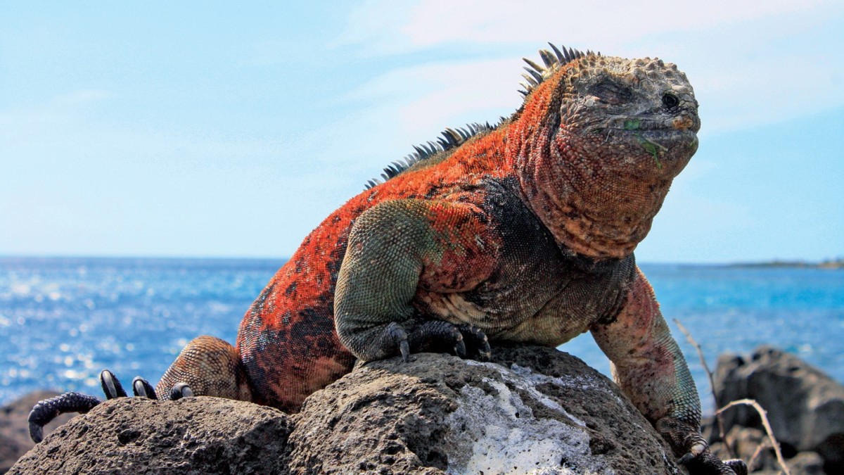 Galapagos Inseln Größe – Galapagos – JVTP